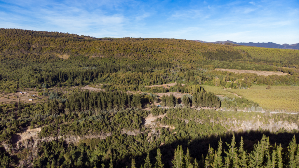 Otro marco forestal: del 701 a territorios multifuncionales - CIPER Chile